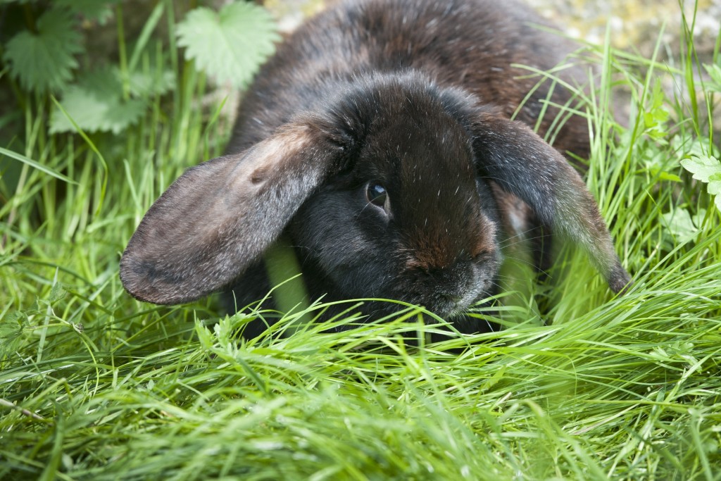 » Meißner Widder_2 - Freilichtmuseum Hessenpark