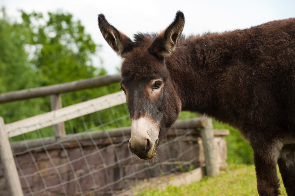 Der Esel — Freilichtmuseum Hessenpark