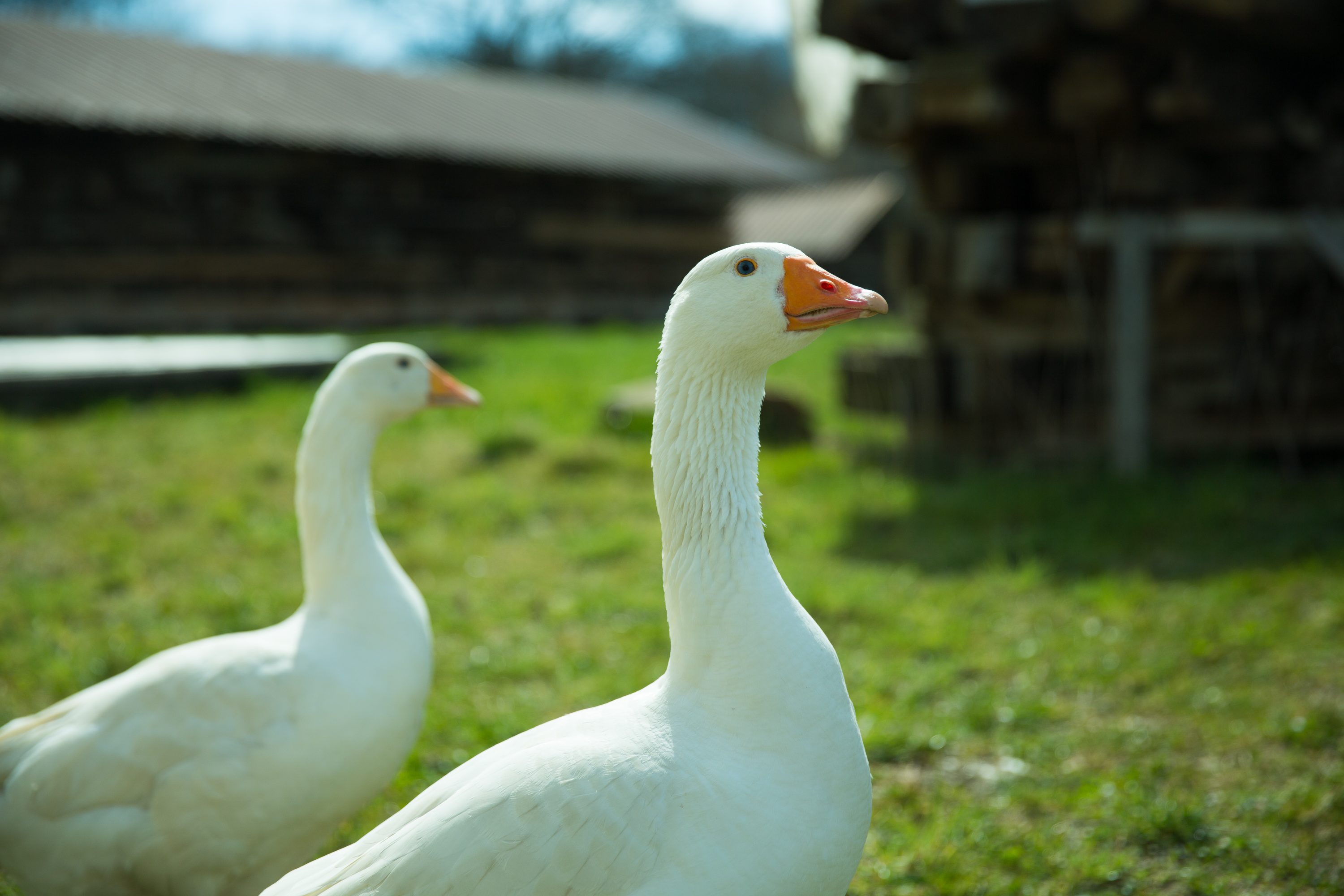 Die Leinegans — Freilichtmuseum Hessenpark